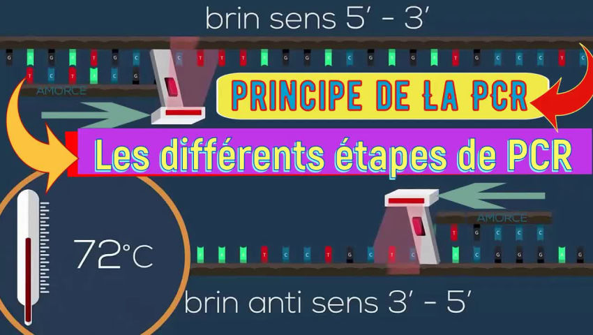 Le principe de La PCR et leur différents étapes - Sciences & Technologies