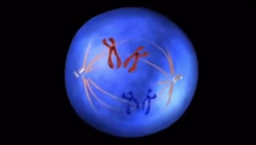 La méiose, première approche, premières étapes - Sciences & Technologies